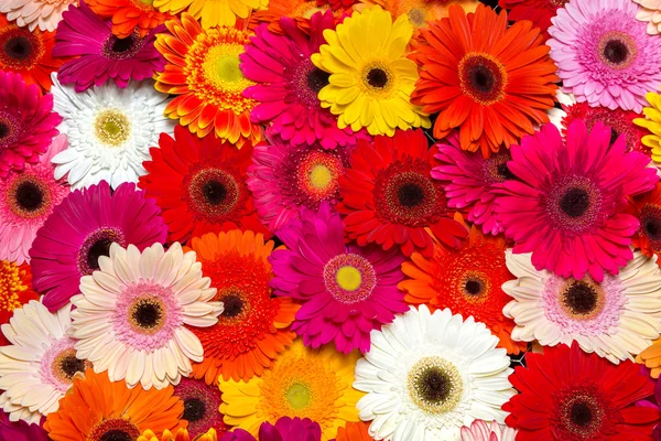 Gerbera flower arrangement | Gerbera flower arrangement — Stock Photo ...