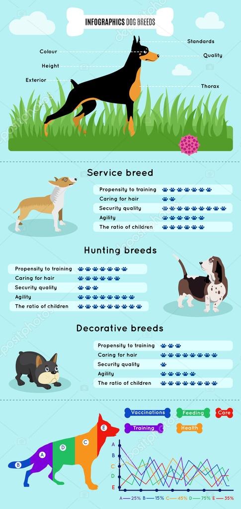 Dogs Breed Infographics — Stock Vector © Mogil #111027818