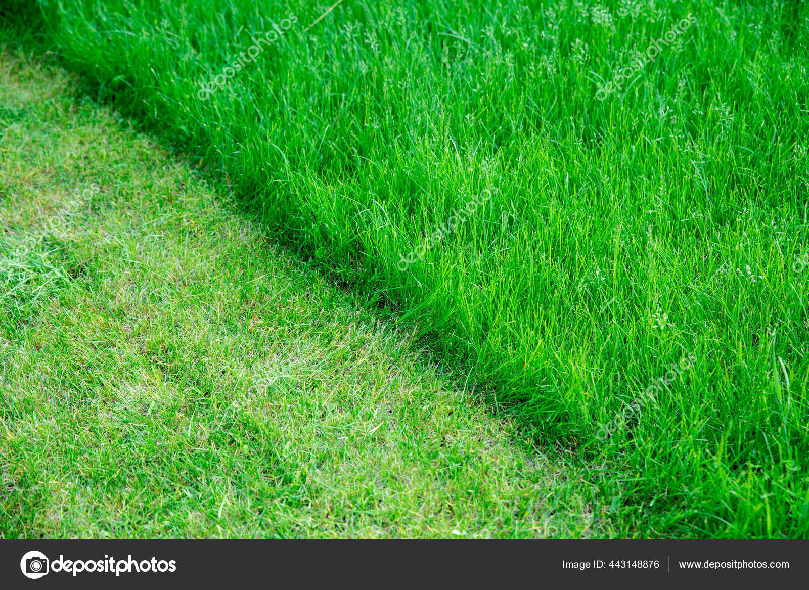 Carpet Grass Lawn