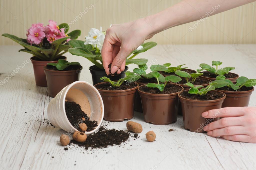 Table with flower pots, potting soil and plants — Stock Photo © 160275 ...