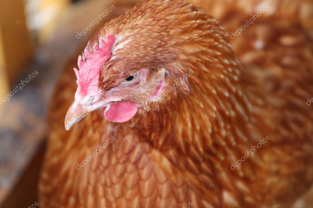 Beautiful red-haired chicken with red crest sits at zoo and look ...