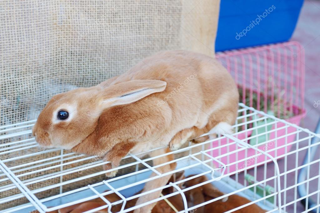 Pequeño conejo de mano roja se sienta en la célula blanca en el almacén ...