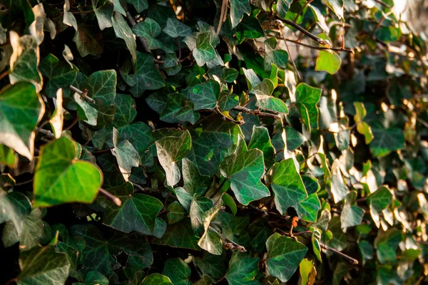 Helix root Stock Photos, Royalty Free Helix root Images | Depositphotos