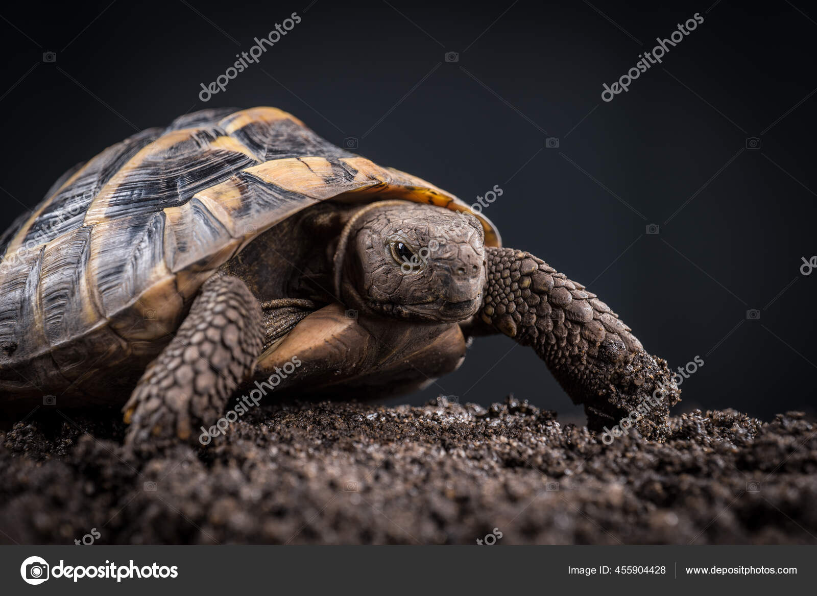 Eastern Hermann's Tortoise European Terrestrial Turtle Testudo Hermanni ...