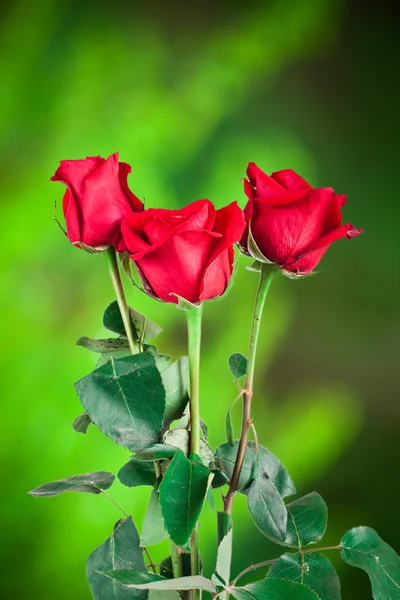 Red rose on natural background Stock Photo by ©ketta 98366880