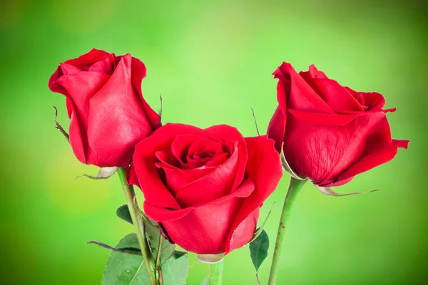 Red rose on natural background Stock Photo by ©ketta 98366224