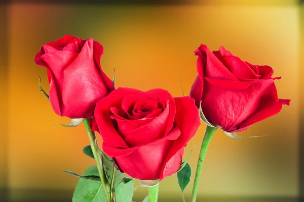 Red rose on natural background Stock Photo by ©ketta 98366224