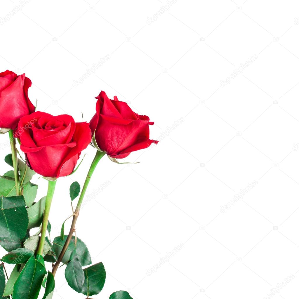 Red rose on natural background Stock Photo by ©ketta 98366250