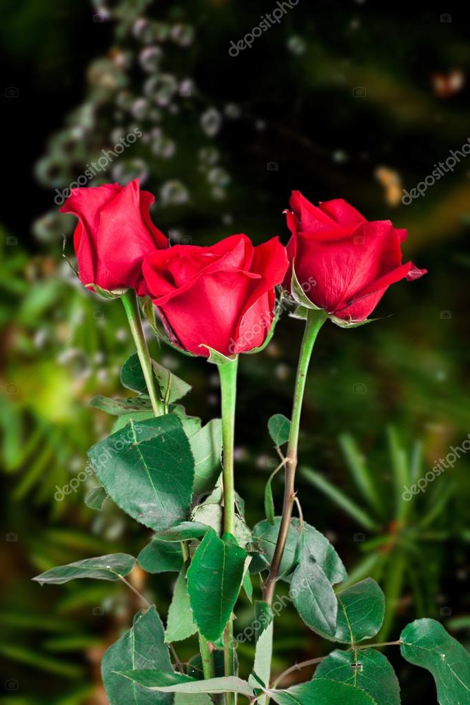 Red rose on natural background Stock Photo by ©ketta 98366880