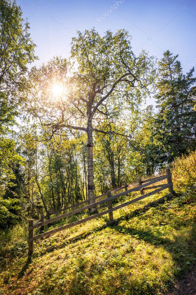 Un abedul en forma de cruz en el monasterio del Calvario-Crucifixión en ...