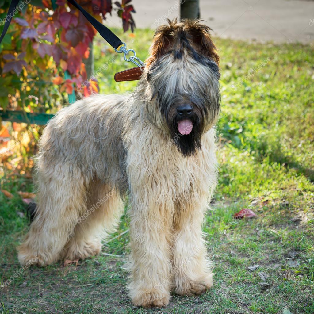 Briard dog standing in a yard on a sunny day — Stock Photo © Elf+11 ...