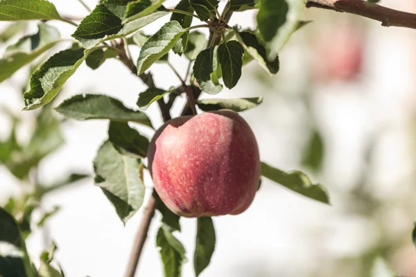 Apple Garden Full Riped Red Apples Stock Photo by ©swisshippo 372117274