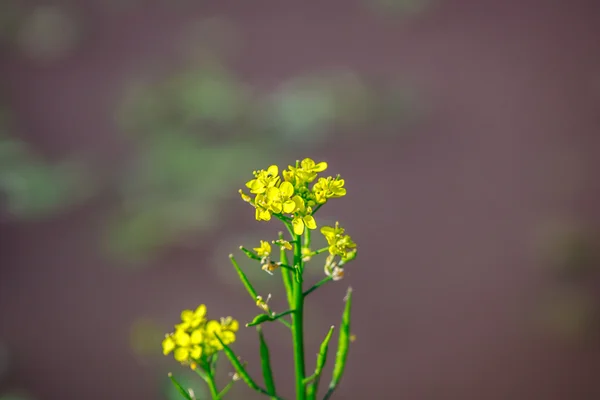 Black and yellow scallions Stock Photos, Royalty Free Black and yellow ...