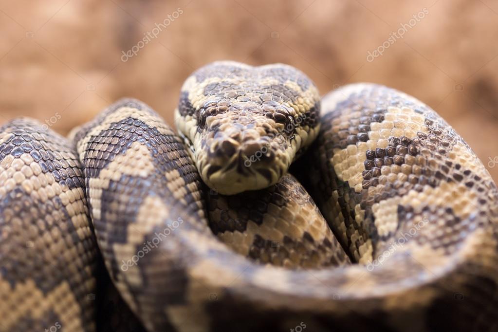 Carpet python - Morelia spilota variegata — Stock Photo © Gaschwald ...
