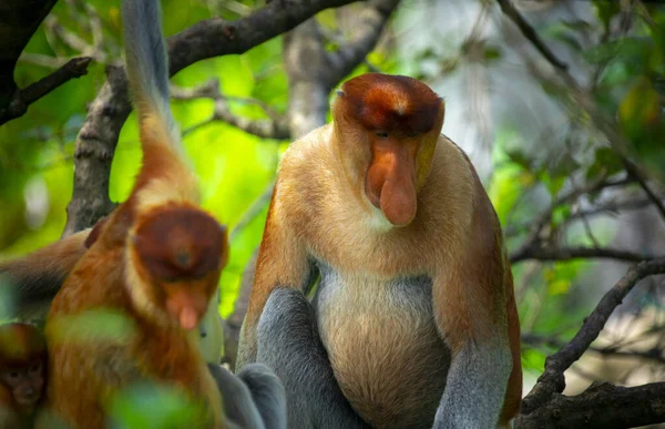 Proboscis monkeys Stock Photos, Royalty Free Proboscis monkeys Images ...