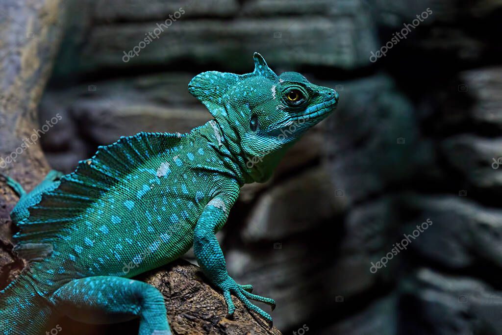 El basilisco portador de casco, o basilisco común (Latin Basiliscus ...