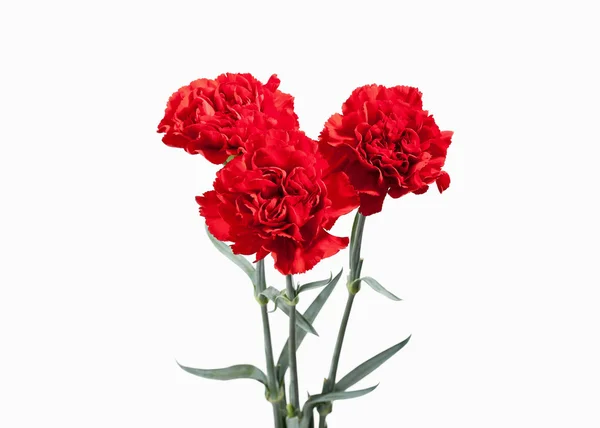 Spanish National Flower Red Carnation | Best Flower Site