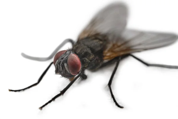 Fly disease Stock Photos, Royalty Free Fly disease Images | Depositphotos