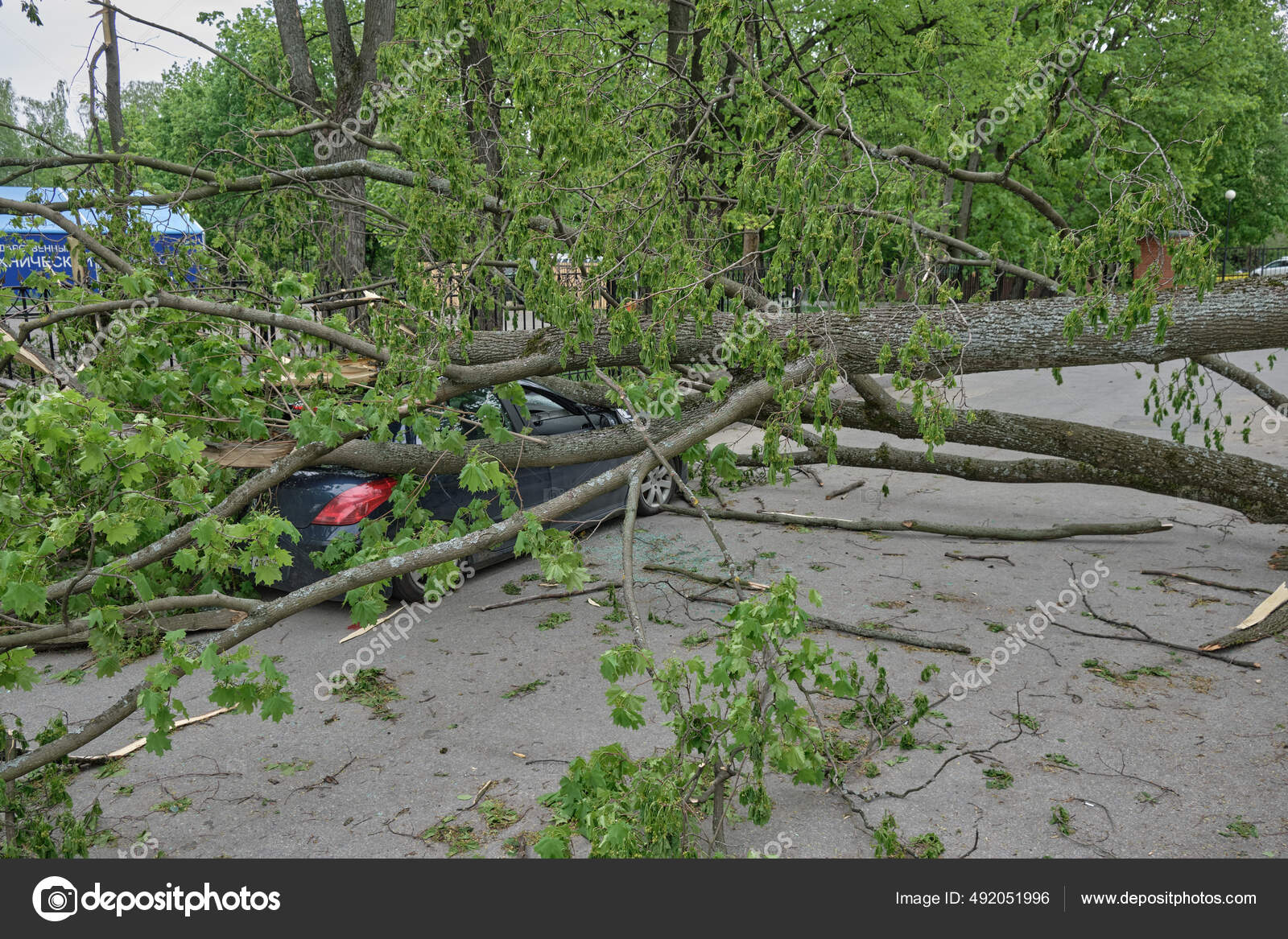 Tree Fell Car Tree Collapsed Carried Away Bad Weather Crushed — Stock ...