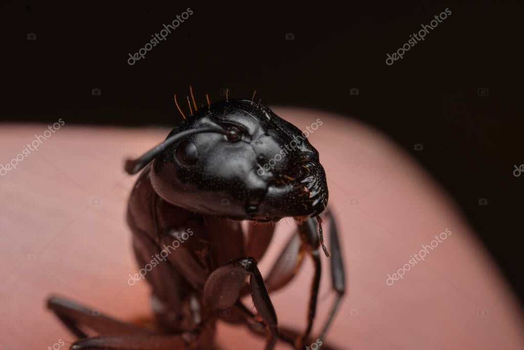 Ant primer plano entre los dedos de los pies. hormiga grande mantenida ...