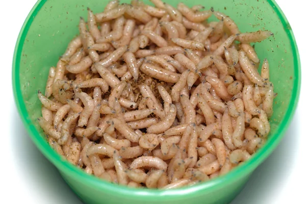 Fresh maggots bait Stock Photos, Royalty Free Fresh maggots bait Images ...