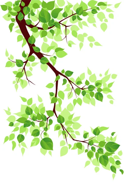 Елка ветка Stock Photos, Royalty Free Елка ветка Images | Depositphotos