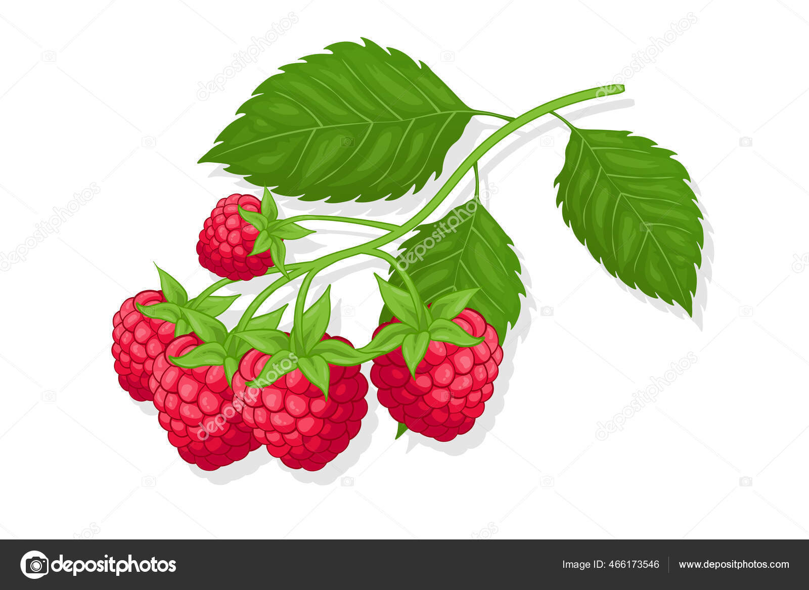 Raspberry Sweet Fruit Illustration Web Isolated White Background Stock ...