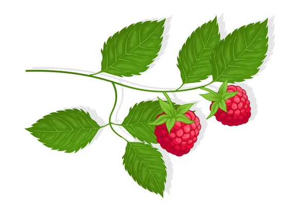 Raspberries Clipart