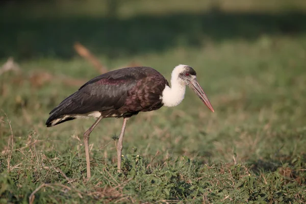 African sacral ibis Stock Photos, Royalty Free African sacral ibis ...