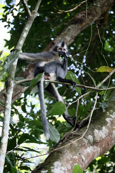 Thomas's leaf monkey, Presbytis thomasi - Stock Image - Everypixel