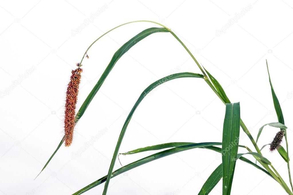Red Millet Plant