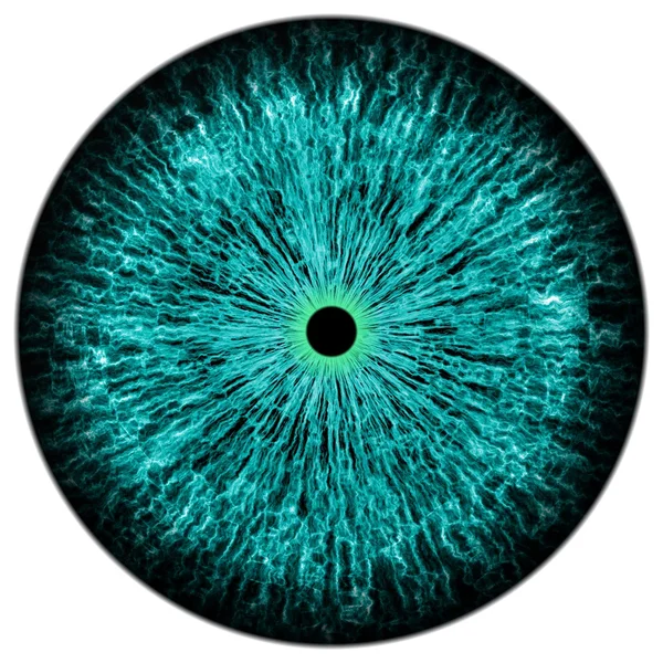 Predator eye with thin pupil and purple iris. Detail view into isolated ...