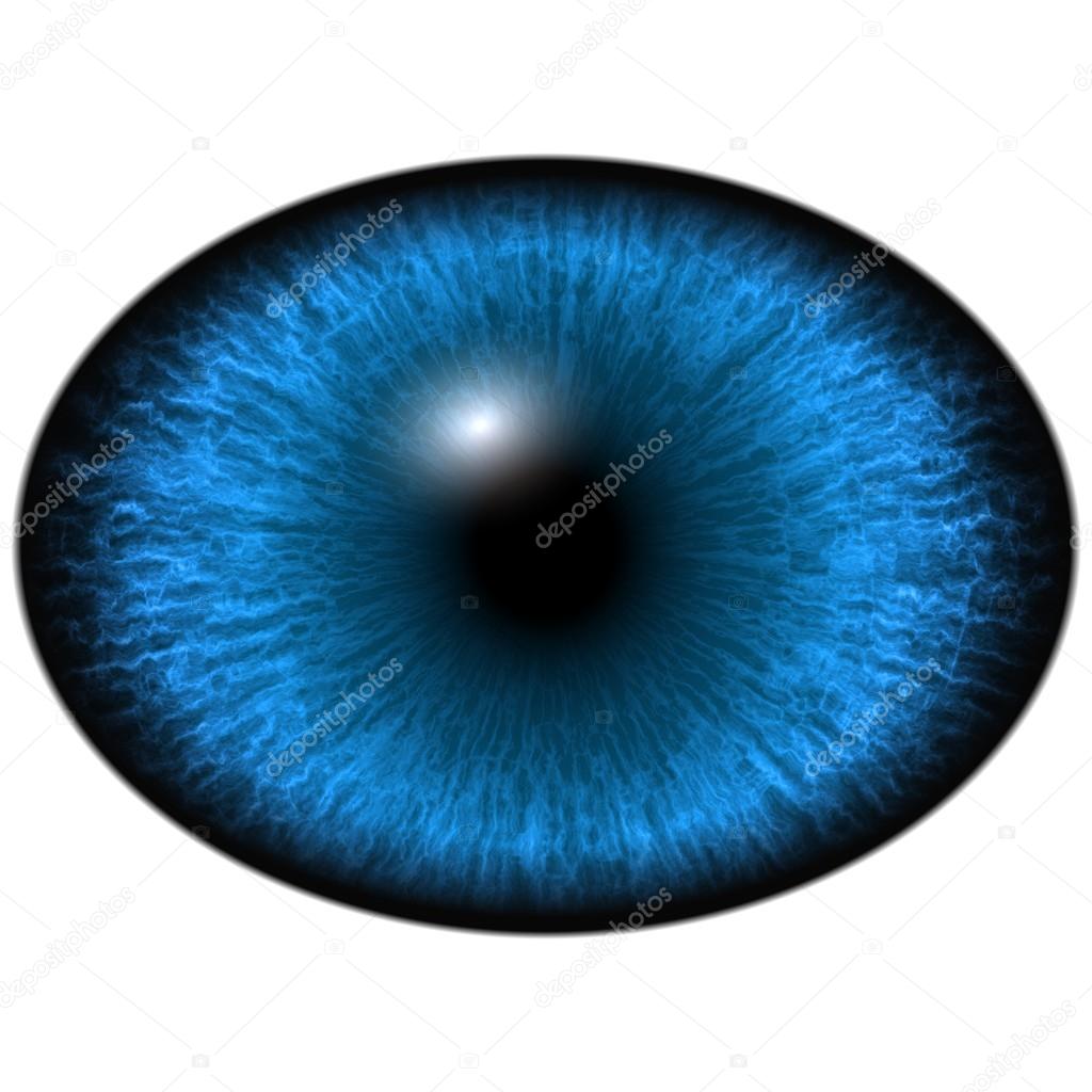 Elliptic blue iris, light reflection in eye — Stock Photo © rdonar ...