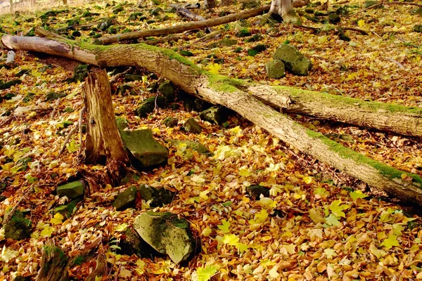 Fallen tree yard Stock Photos, Royalty Free Fallen tree yard Images ...