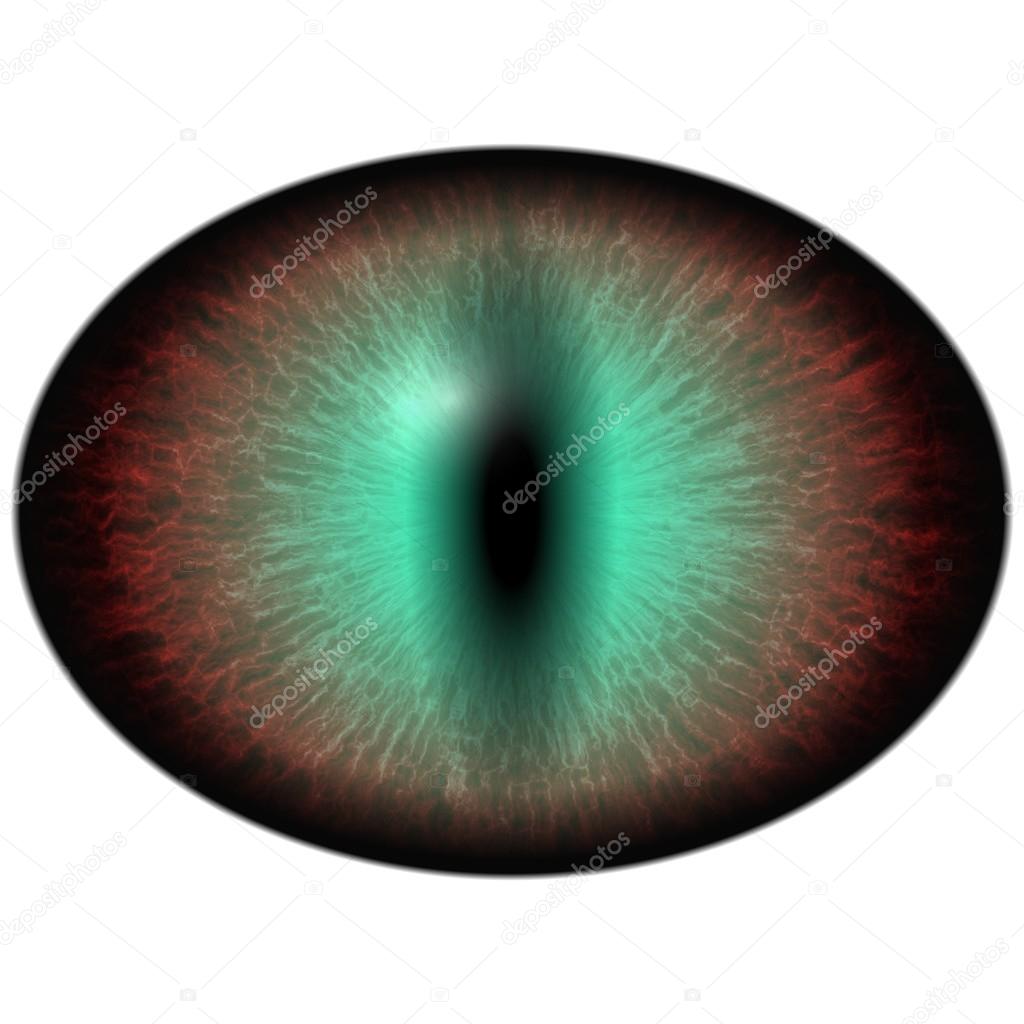 Isolated eye. Raptor purple eye with large pupil and thin green retina ...