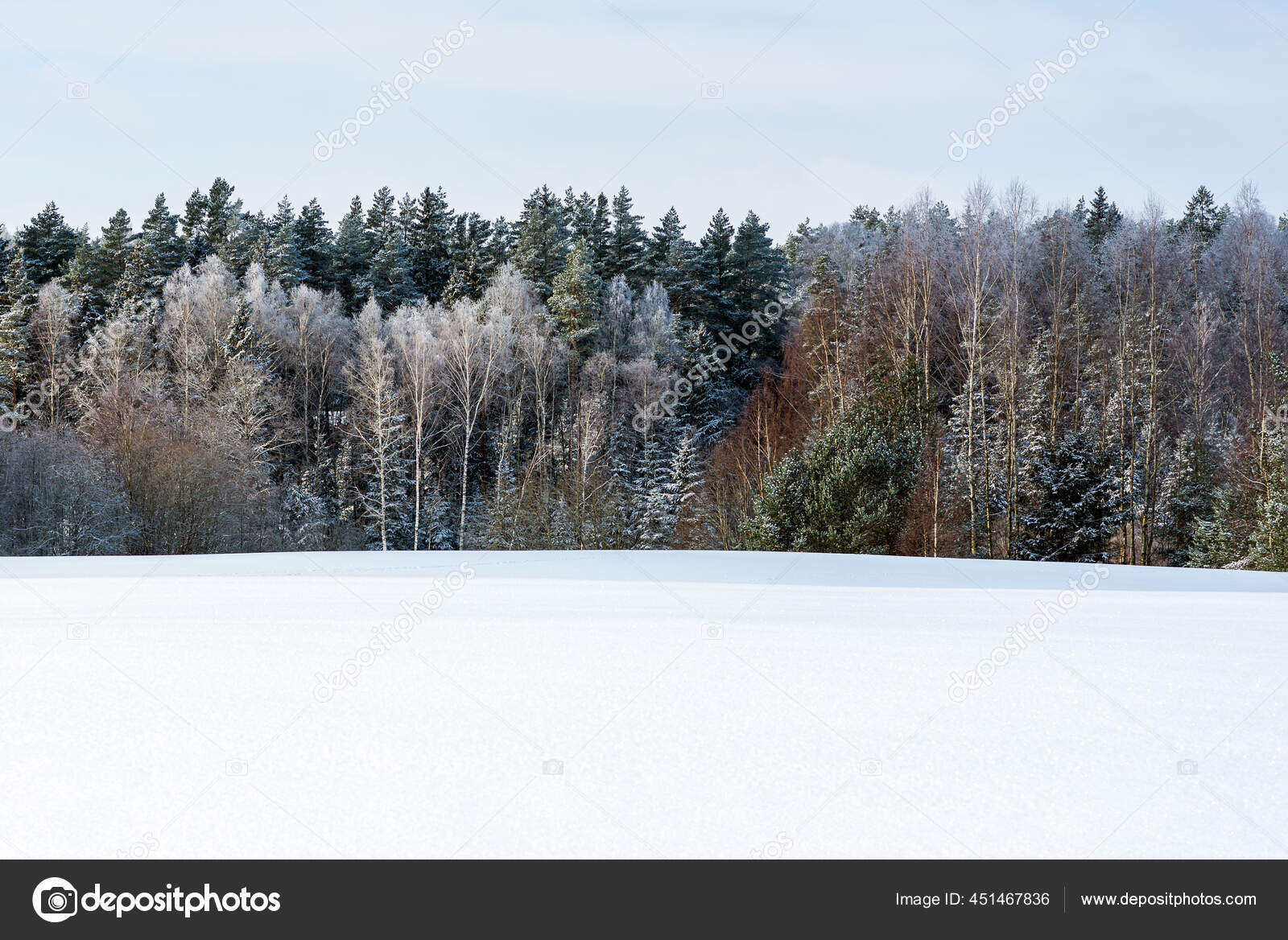 Forests Of Eastern Europe
