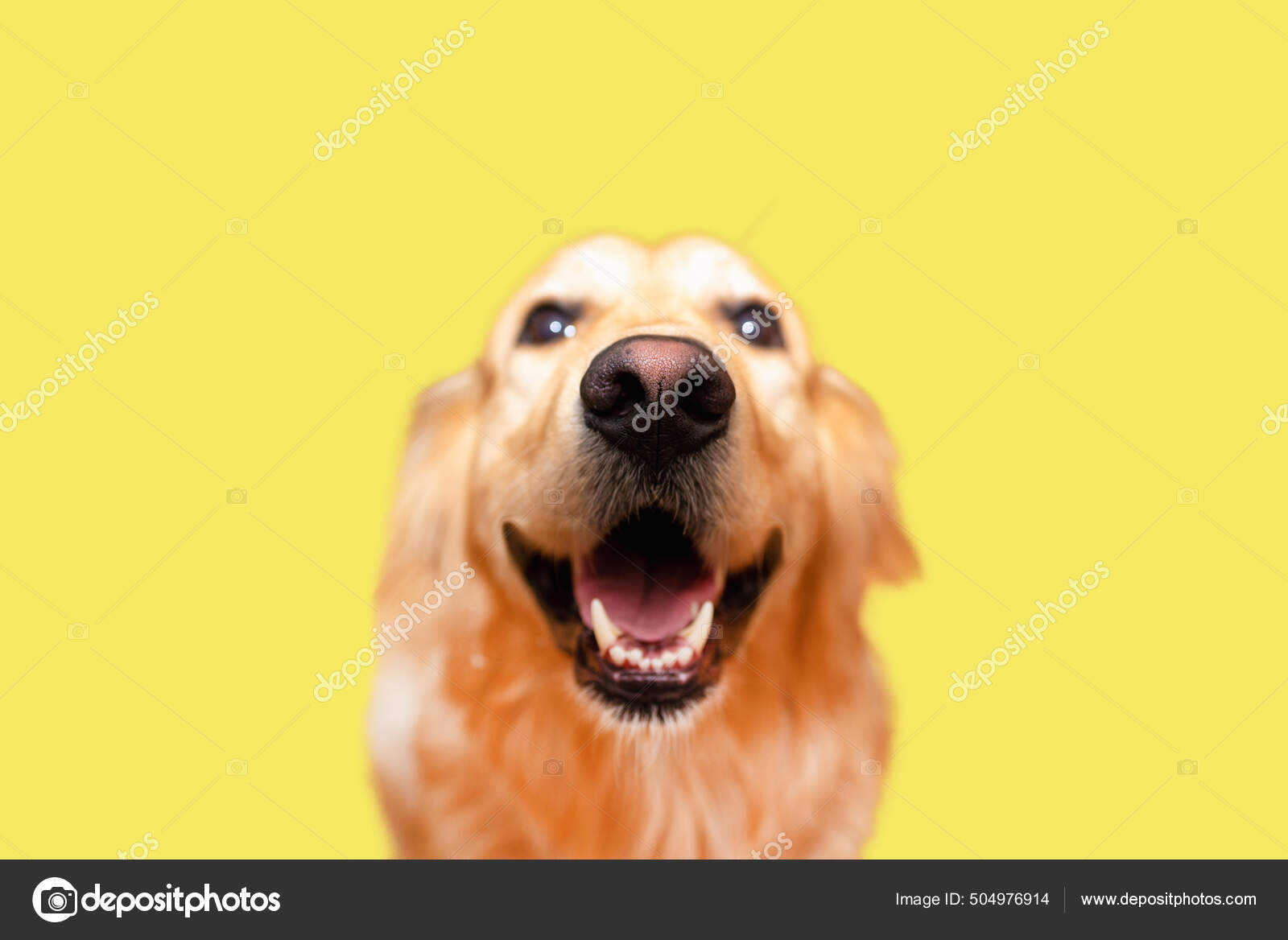 Cute Golden Retriever Beautiful Adult Golden Labrador Dog Doggy Smiling ...