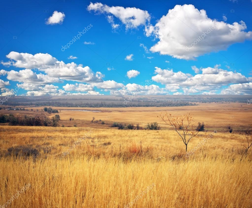 Flat Grassy Landscape