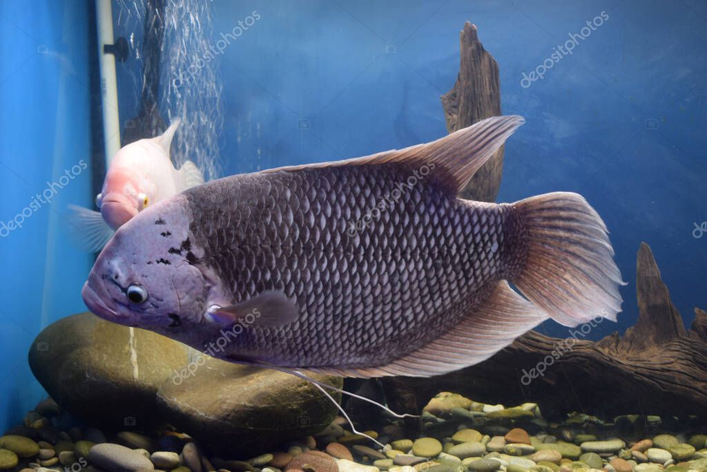 tilapia de cebra, c clido de cebra o nombre cient fico Heterotilapia ...