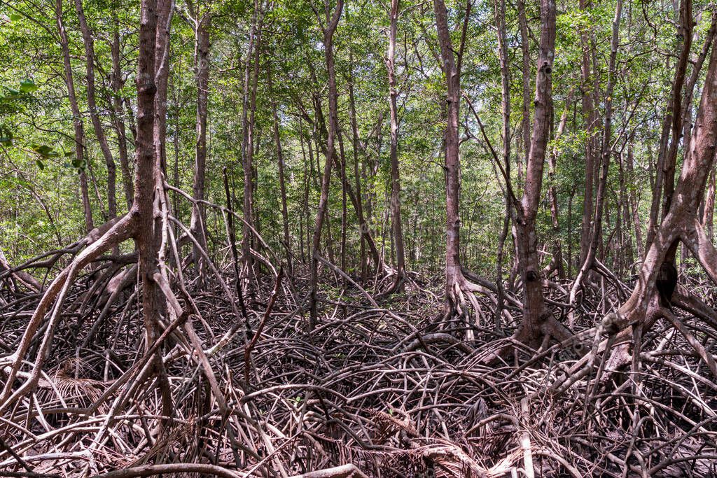 Bosque de manglares en el refugio de vida silvestre Curu. Rizophora ...