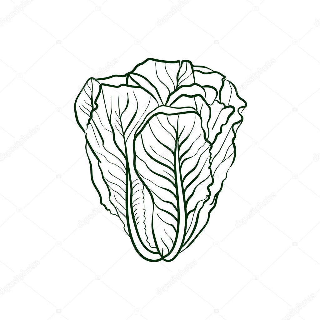 Lechuga romana Línea vector ilustración. Icono de Alimentos detallado ...
