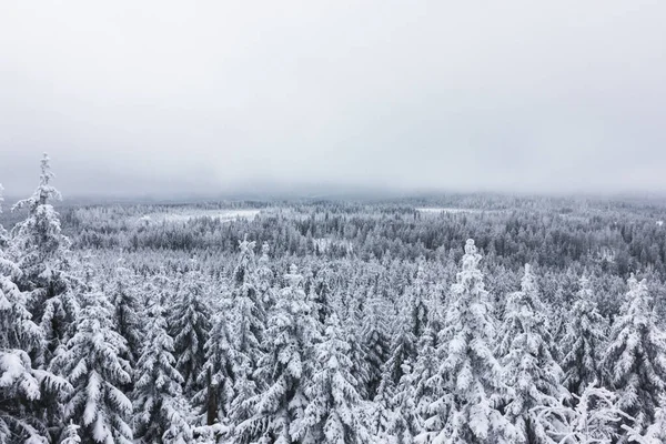 Beautiful snowy forest from above. Winter seasonal landscape. National ...