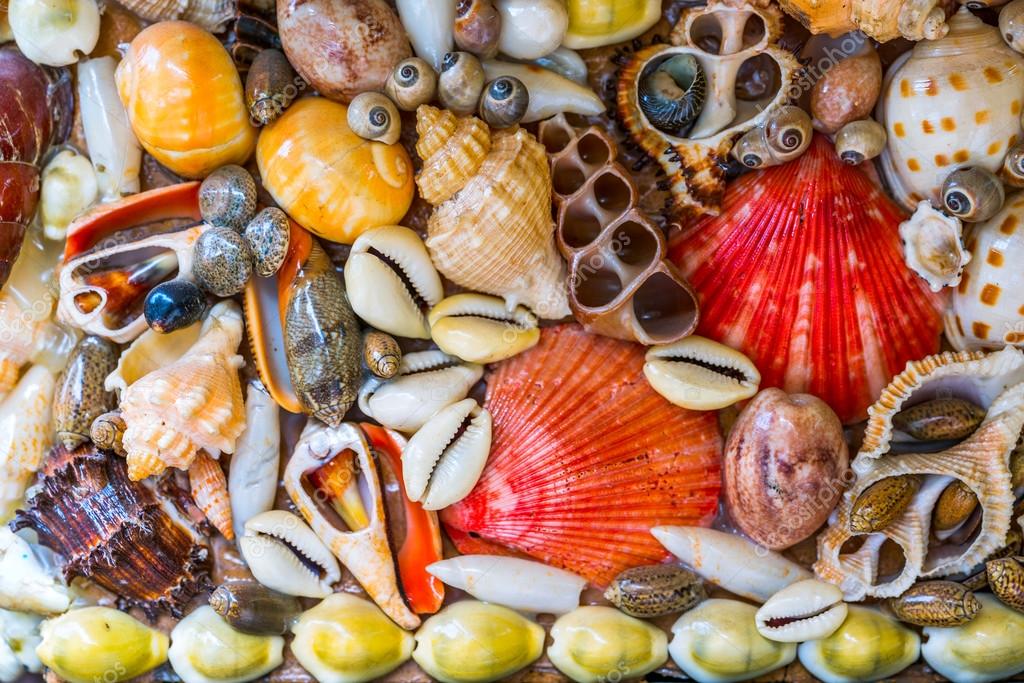 The Colorful Seashells — Stock Photo © okanakdeniz #119164904