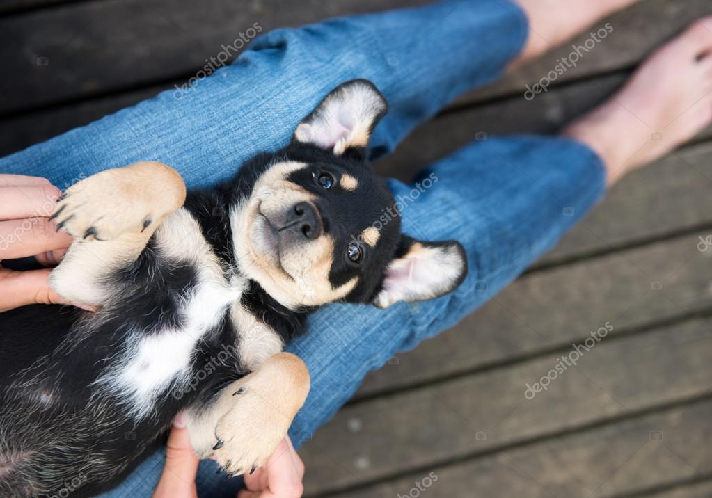 Puppy Relaxing on Lap — Stock Photo © annahoychuk #124261444
