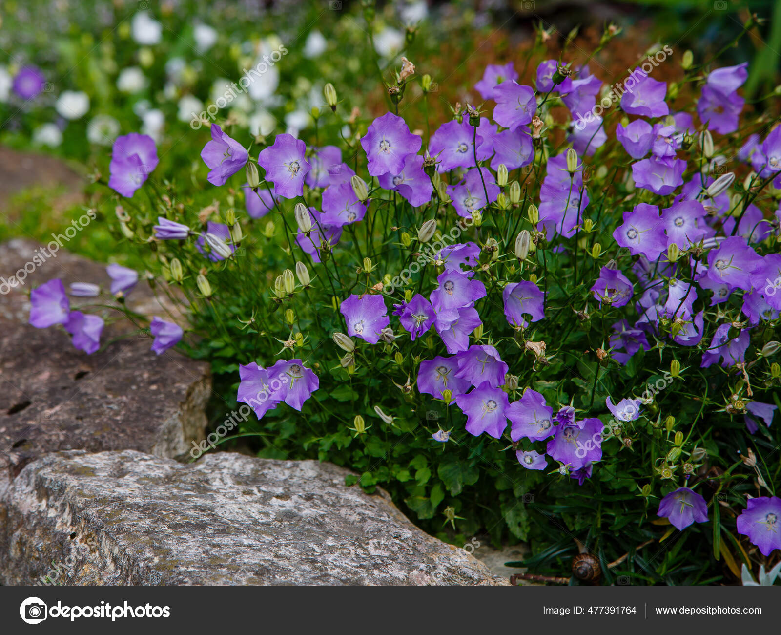 Campanula Carpatica