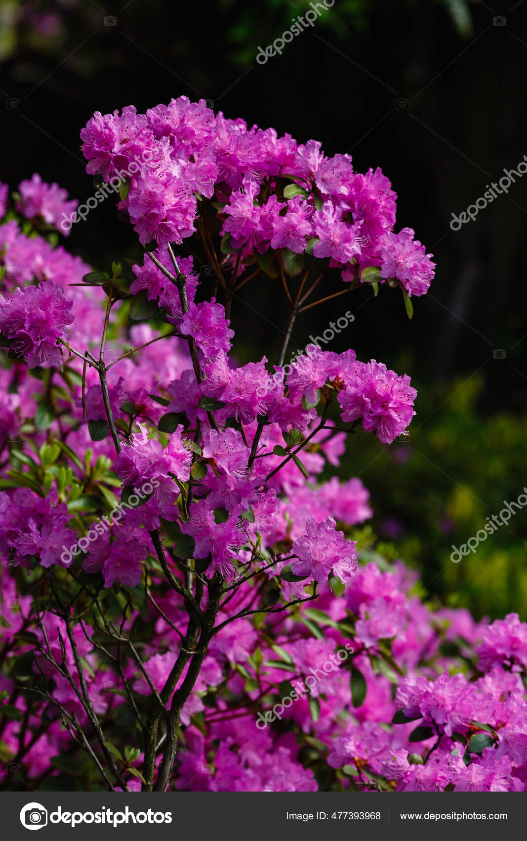 Flowers Rhododendron Dauricum Ledum Spring Botanical Garden — Stock ...