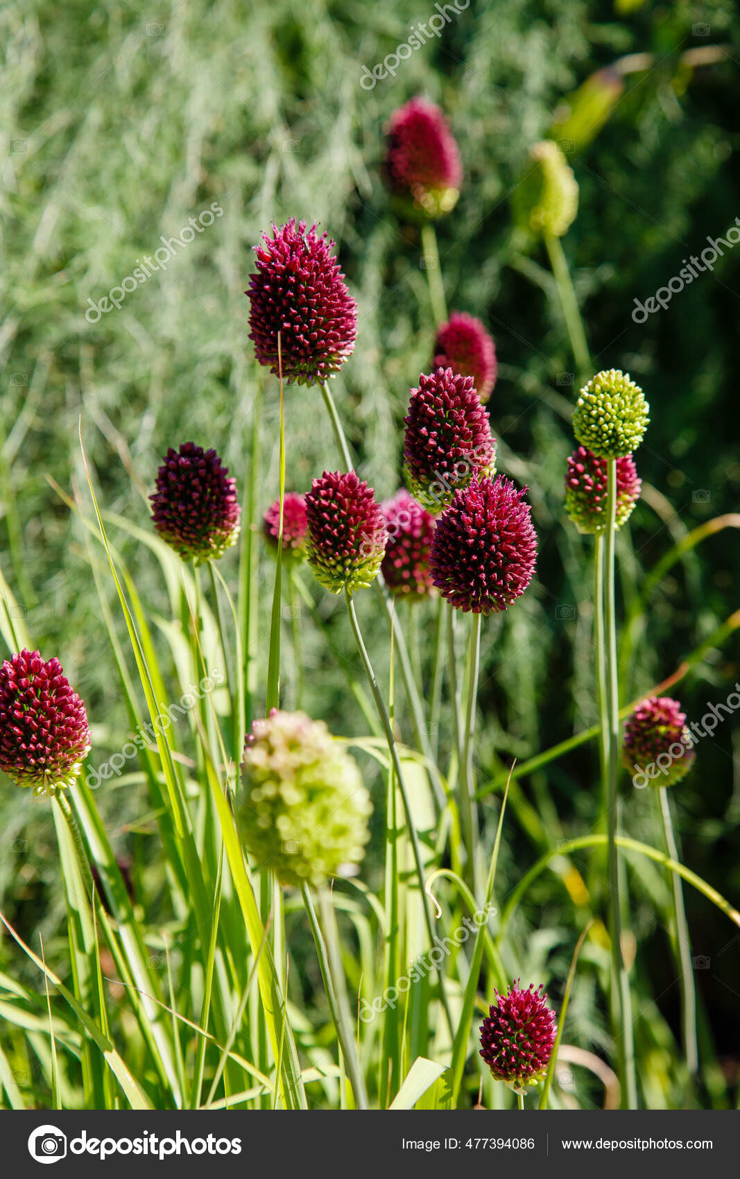 Red Allium Flower