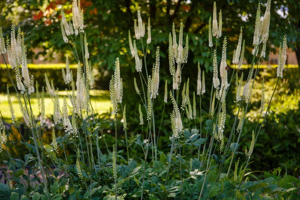 Actaea Heracleifolia Garden Growing Medicinal Plants Garden White ...