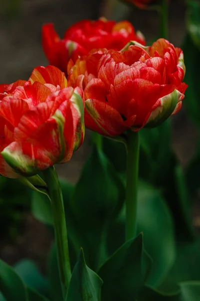 Zoom tulipanes rojos fotos de stock, imágenes de Zoom tulipanes rojos ...