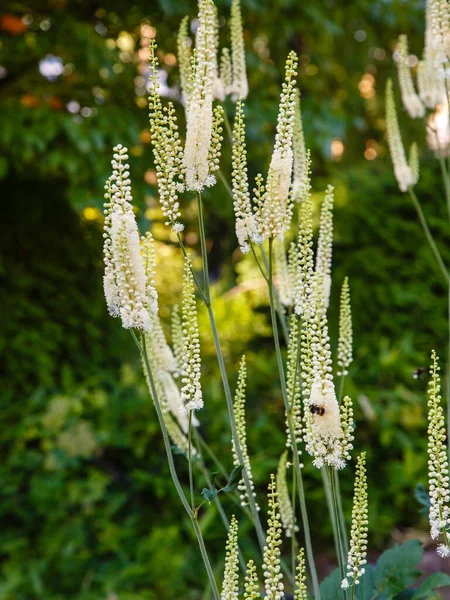 Actaea Heracleifolia Garden Growing Medicinal Plants Garden White ...